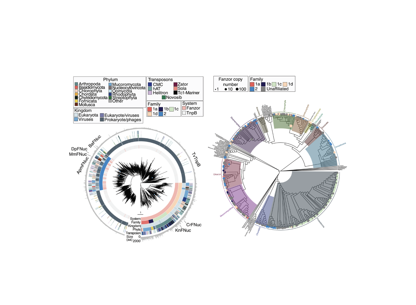 Programmable Rna Guided Dna Endonucleases Are Widespread In Eukaryotes