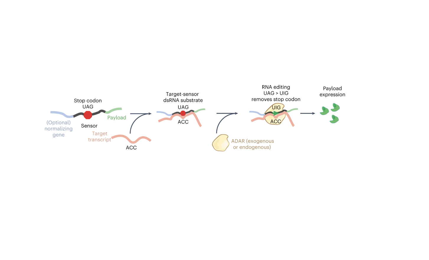 Programmable eukaryotic protein synthesis with RNA sensors by ...