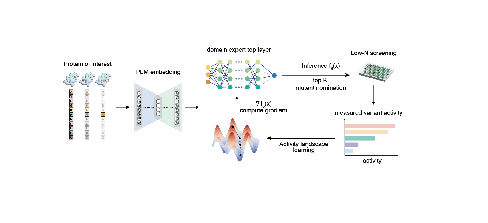 Rapid in silico directed evolution by a protein language model with ...