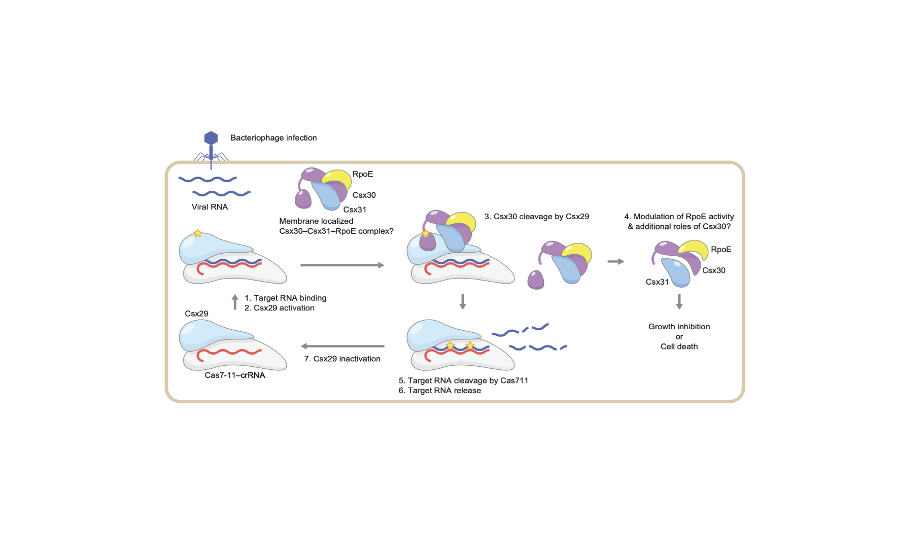 RNA-triggered protein cleavage and cell growth arrest by the type III-E CRISPR nuclease-protease ...